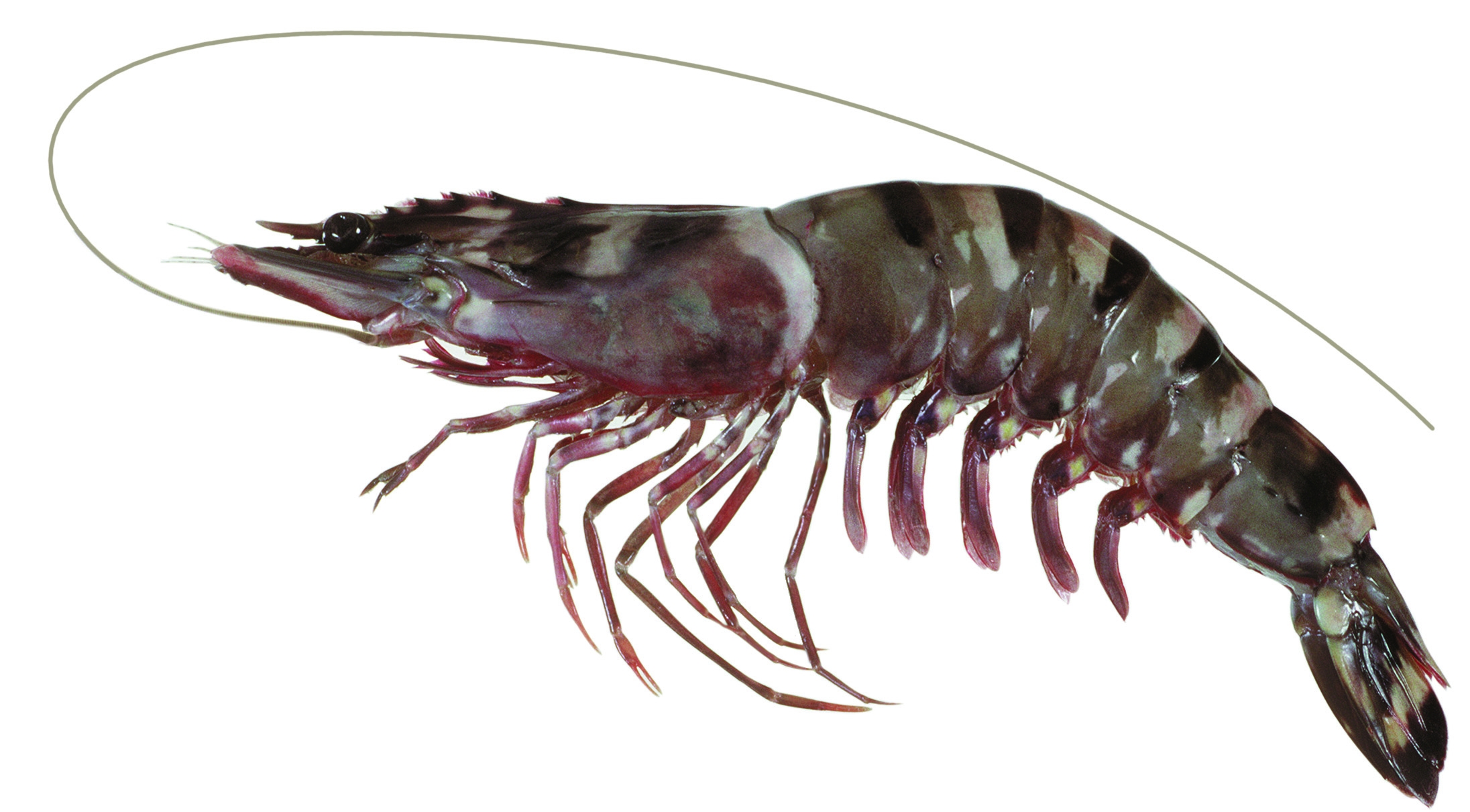 Black Tiger Prawn | FRDC